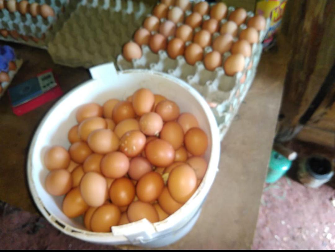 Comproagro - Mis productos